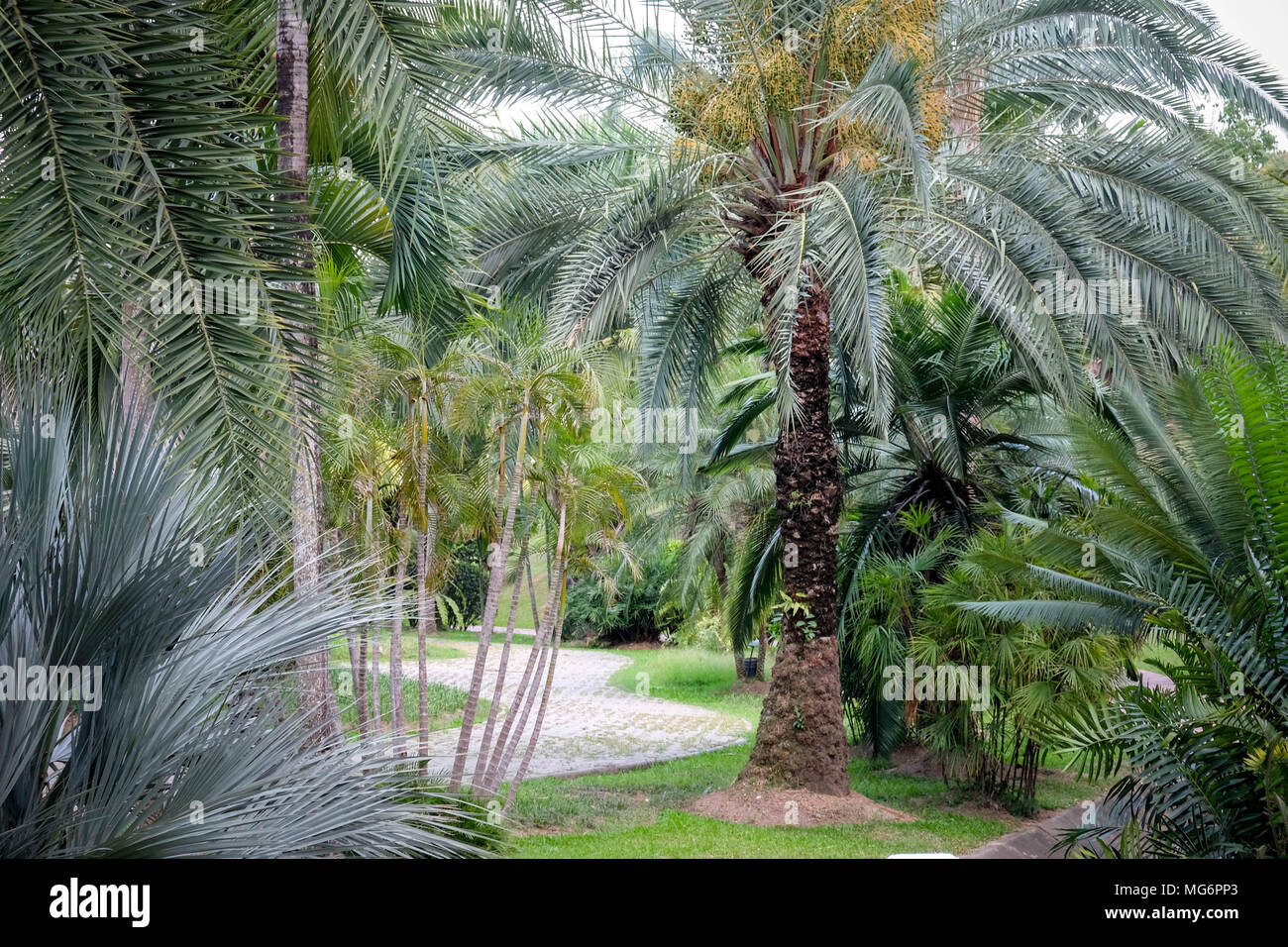 nature concept green trees in the shade garden Stock Photo - Alamy