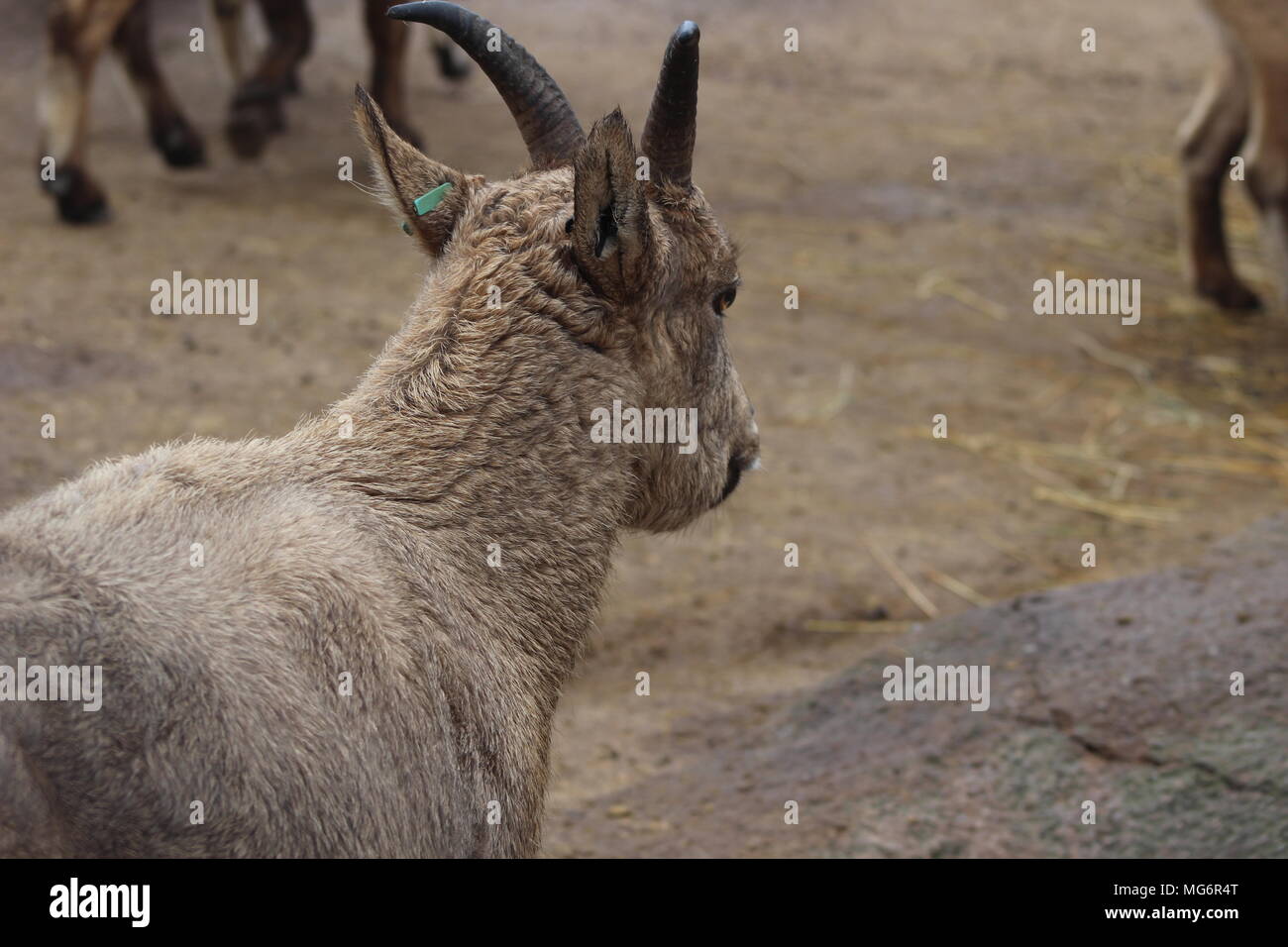 Jungle goat hi-res stock photography and images - Alamy