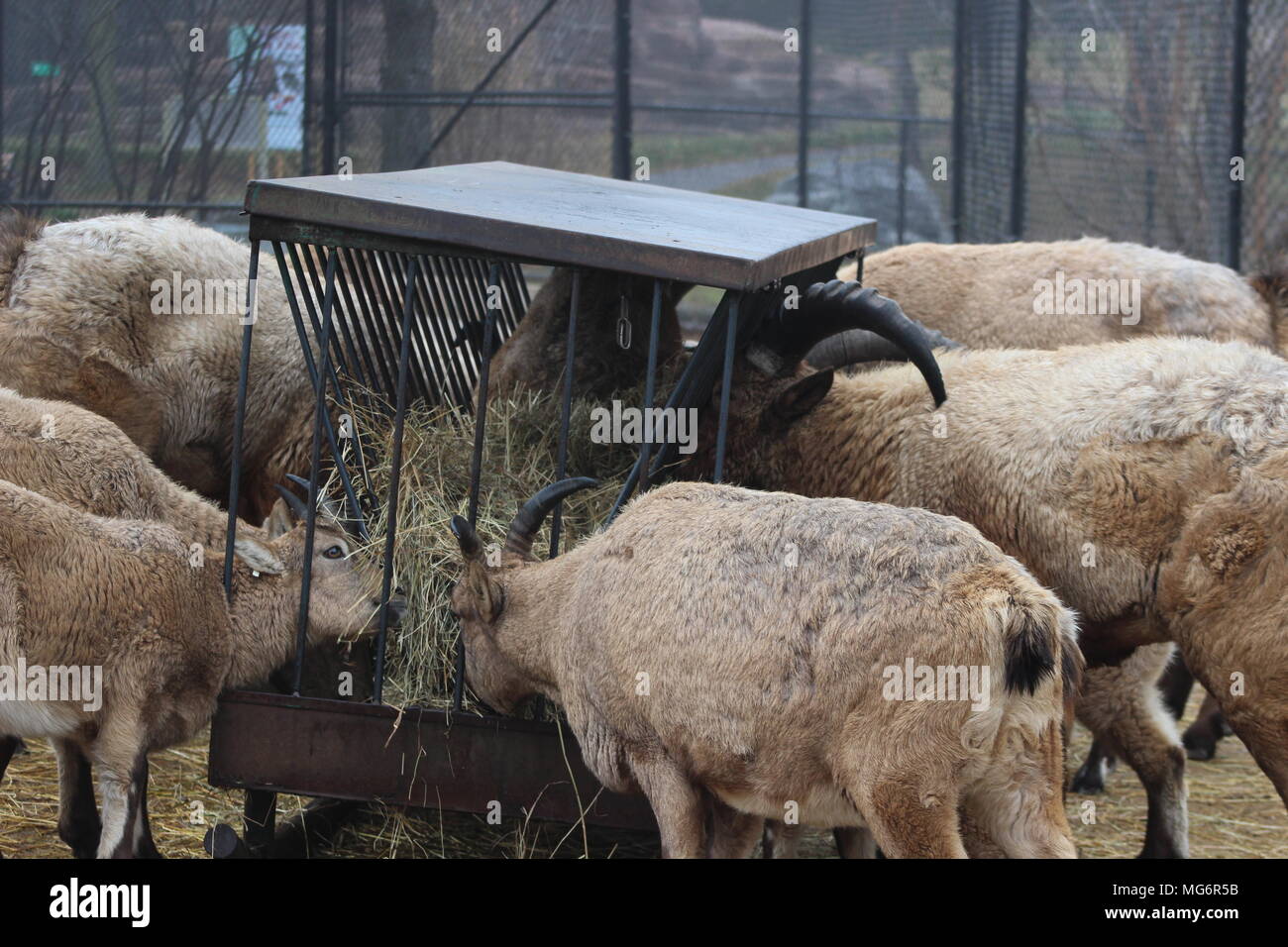 Tur hi-res stock photography and images - Alamy