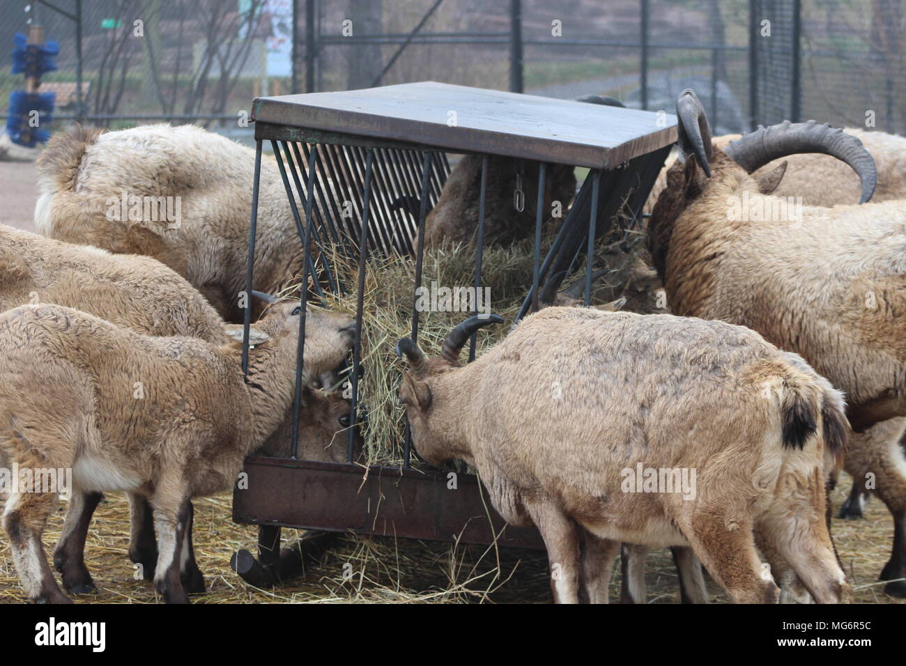 West caucasian tur goat Stock Photo - Alamy