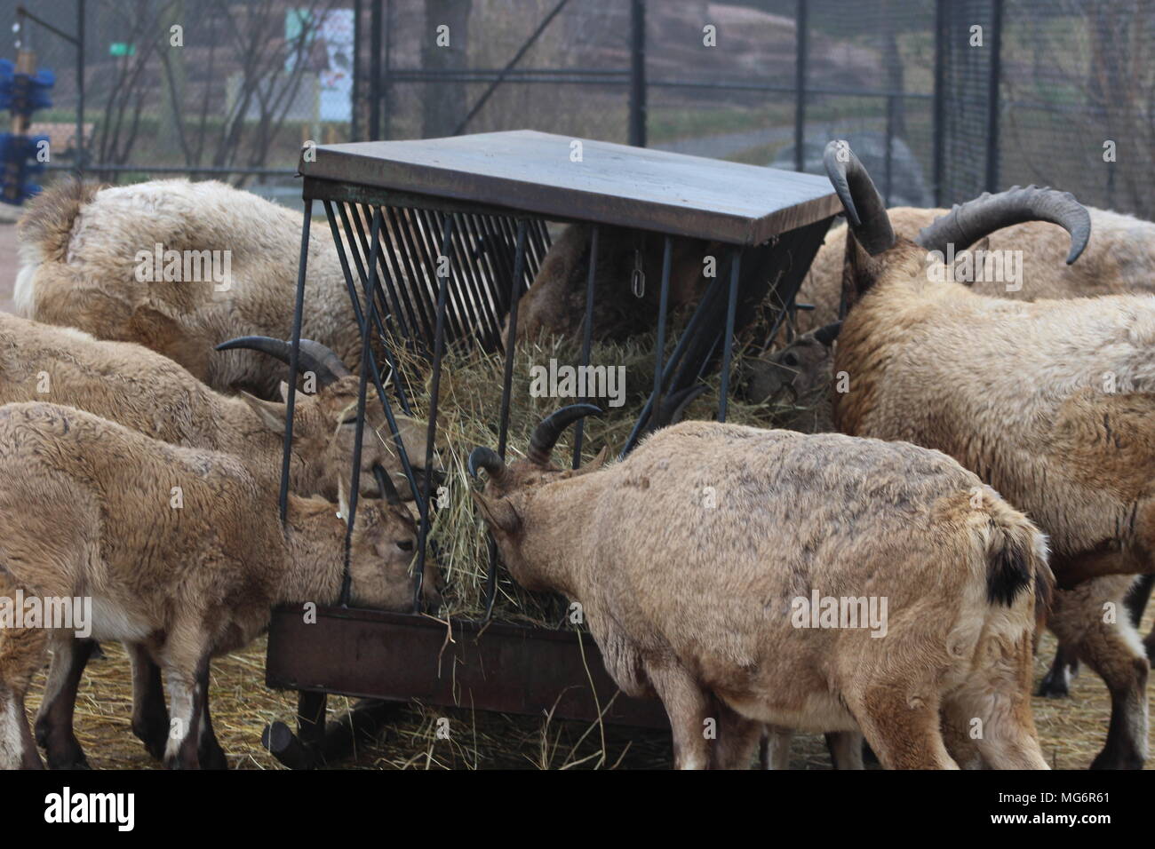 West caucasian tur goat Stock Photo - Alamy