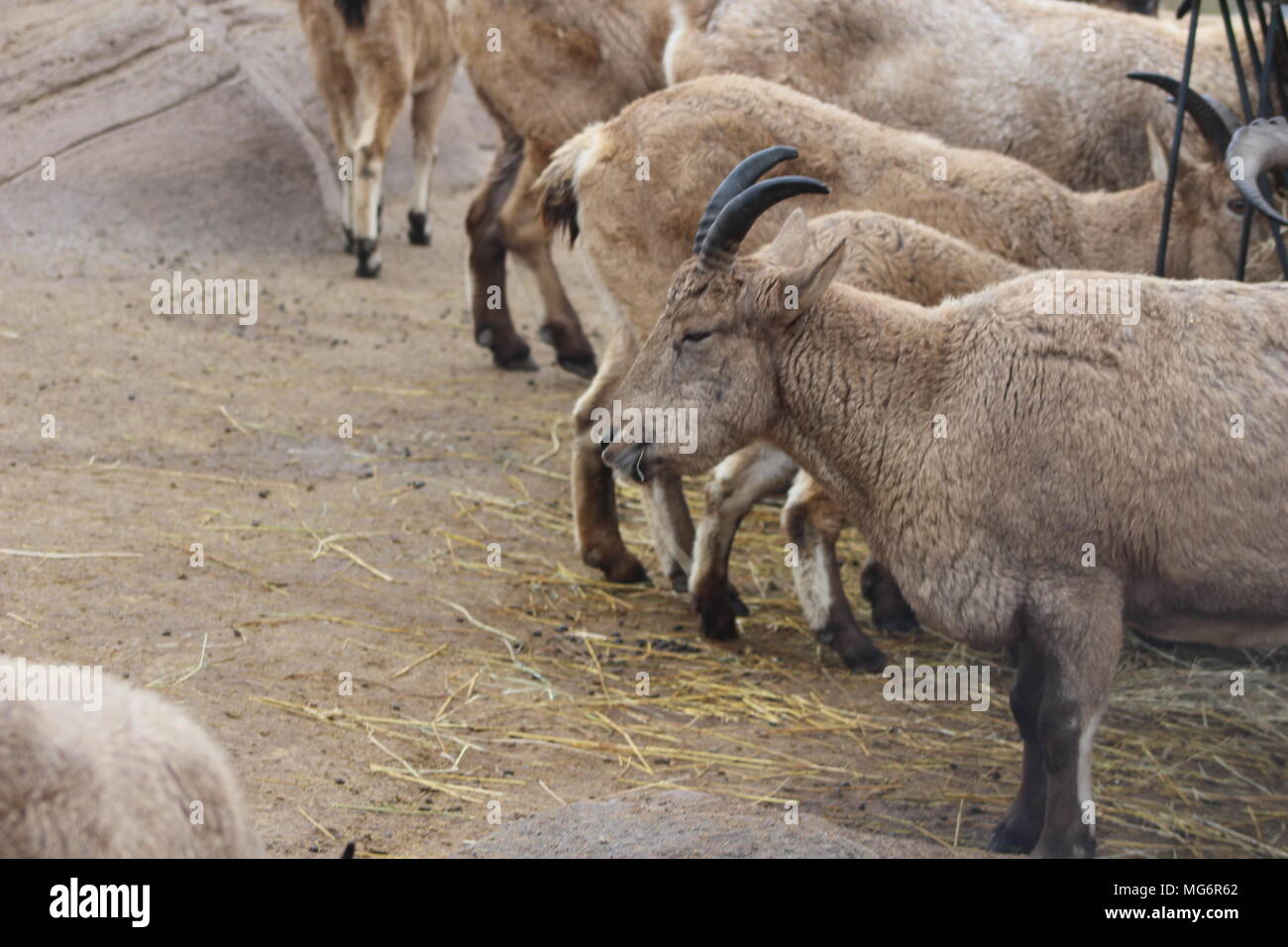 Tur hi-res stock photography and images - Alamy