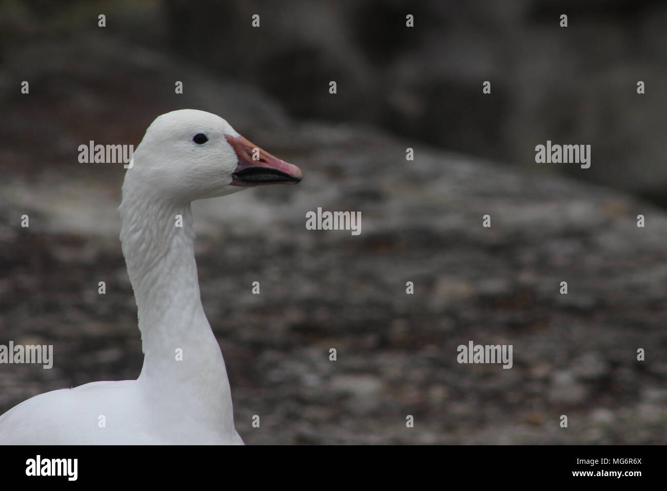 Snow goose, Anser caerulescens, photo captured in Canada Stock Photo ...
