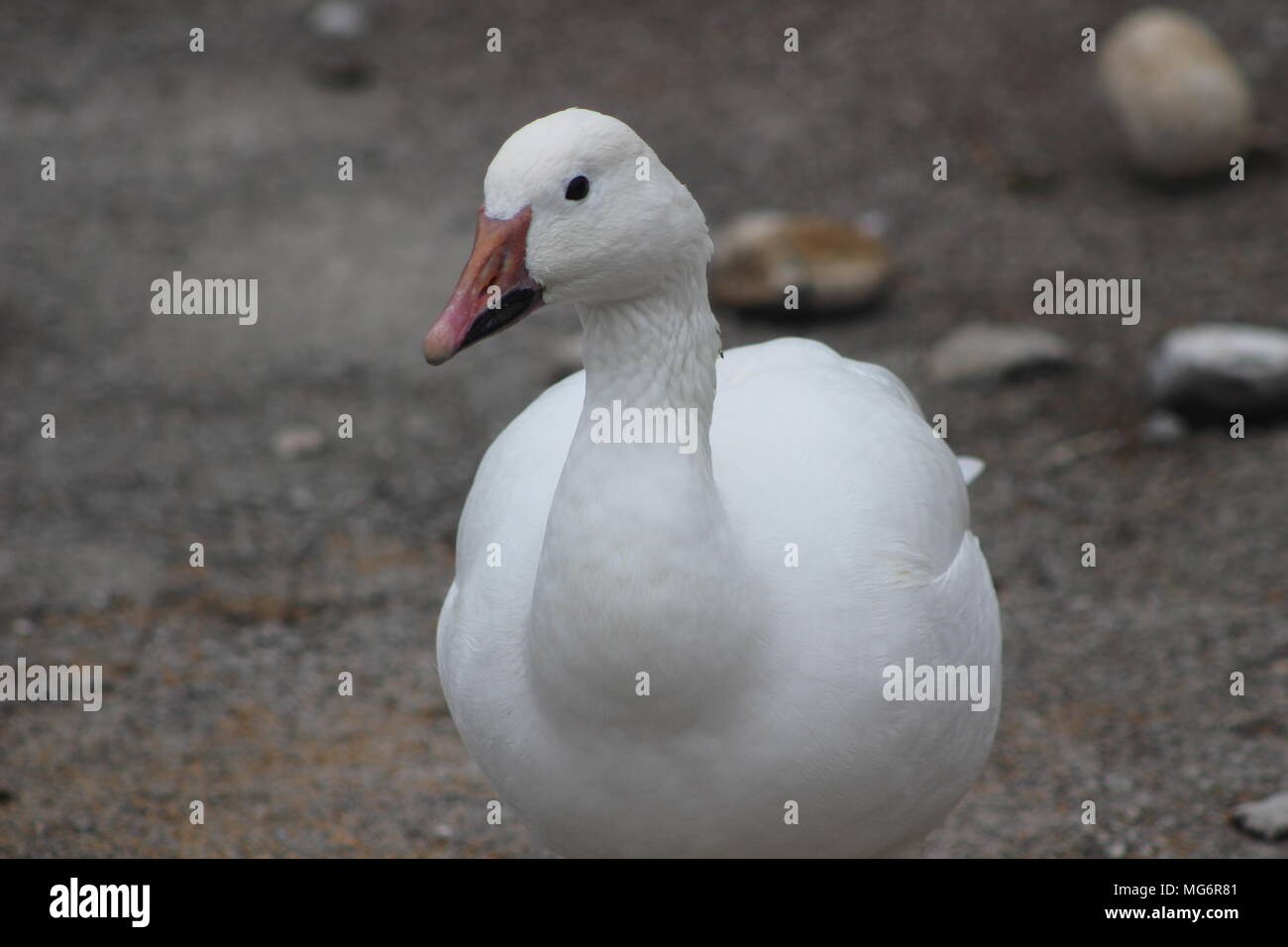 Snow goose, Anser caerulescens, photo captured in Canada Stock Photo ...