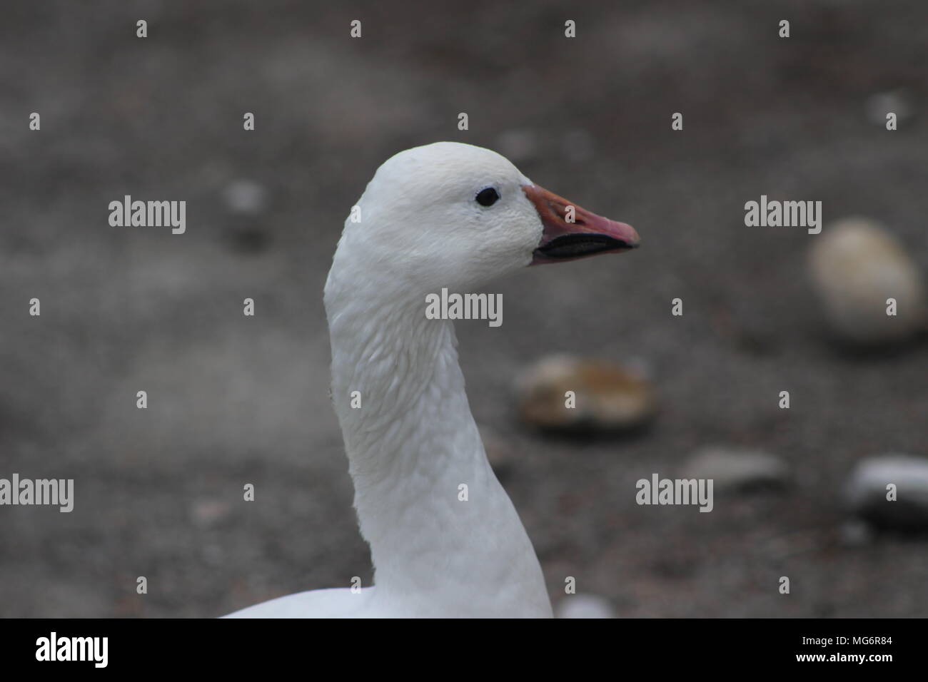 Snow goose, Anser caerulescens, photo captured in Canada Stock Photo ...