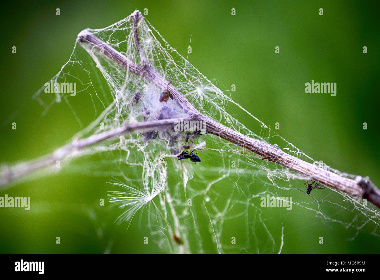 dry plant wrapped with spider web,image of a Stock Photo - Alamy