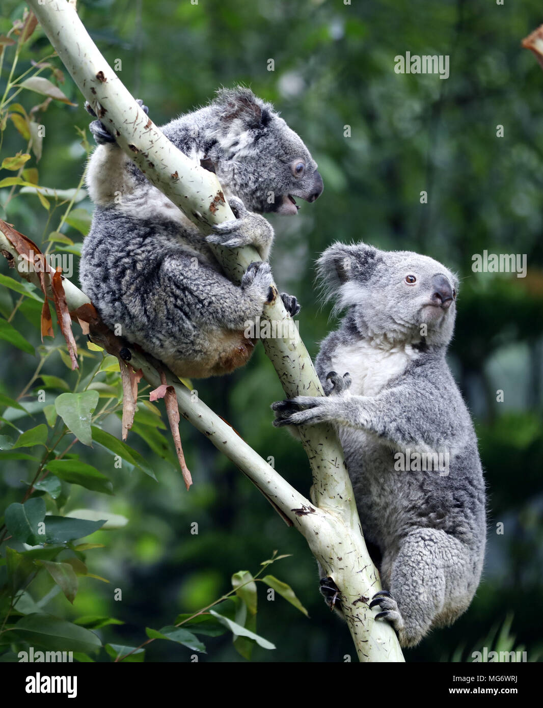Guangzhou, April 27. 27th Apr, 2006. Koalas rest on a tree at the ...