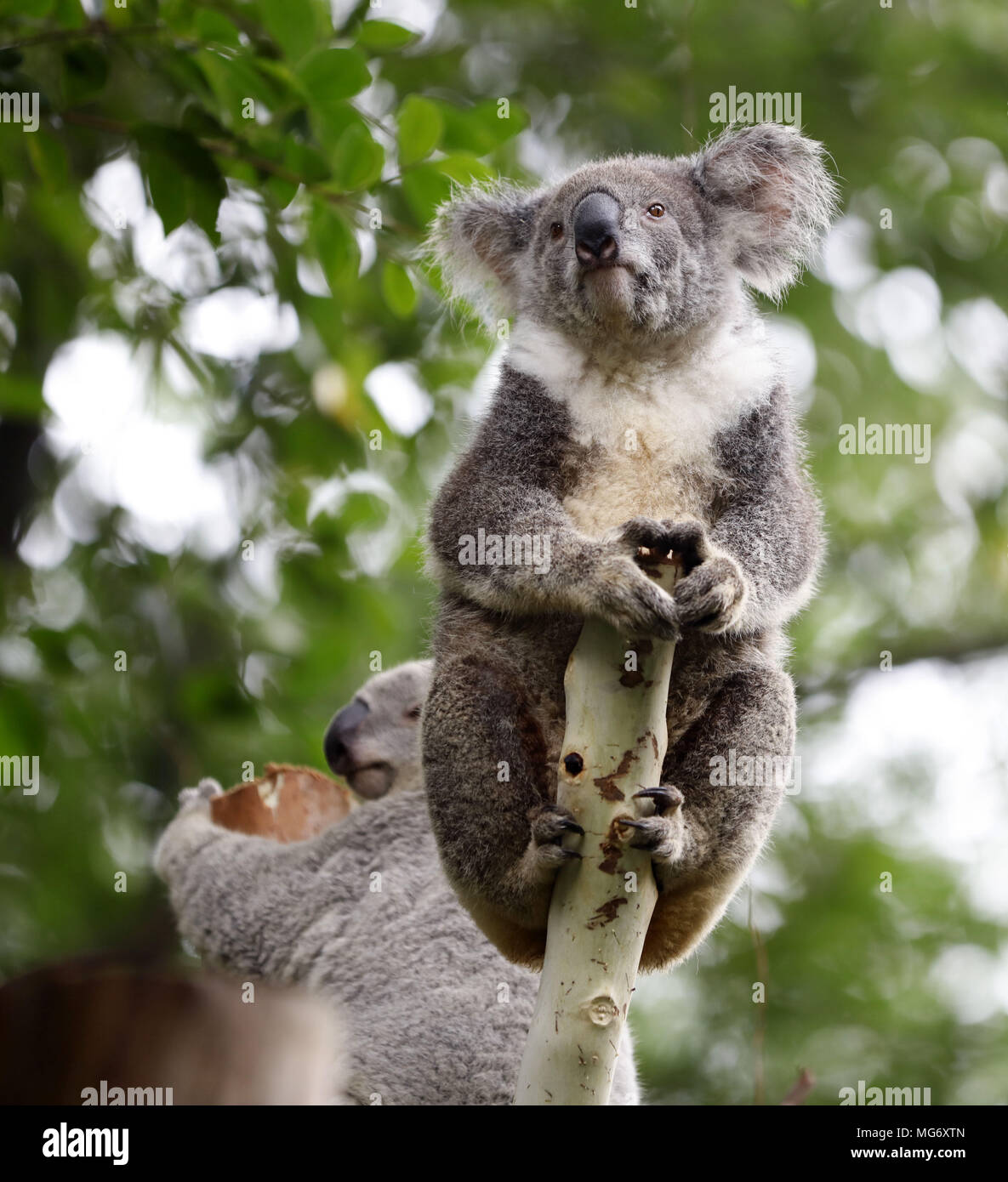Koalas group hi-res stock photography and images - Alamy
