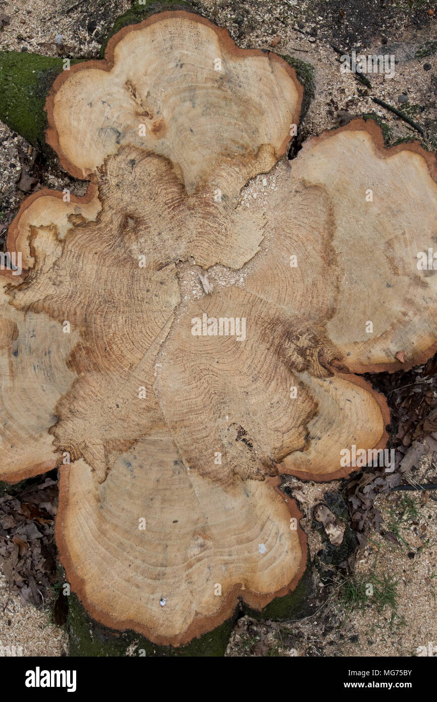 14 March 2018, Germany, Hamburg: The stump of a felled chestnut in the ...