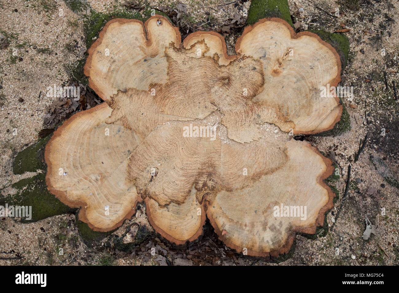 14 March 2018, Germany, Hamburg: The stump of a felled chestnut in the ...