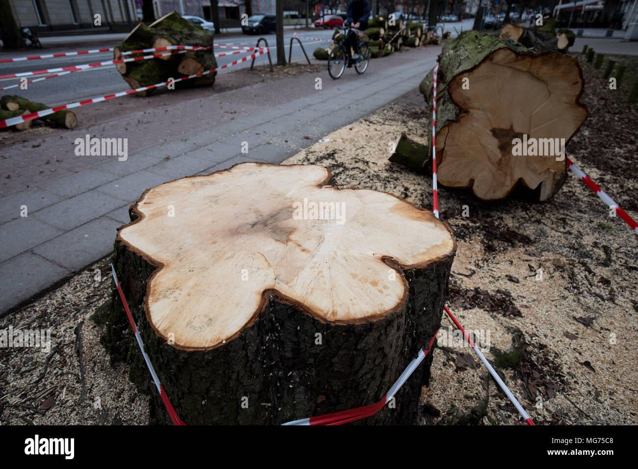 14 March 2018, Germany, Hamburg: The stump of a felled chestnut in the ...
