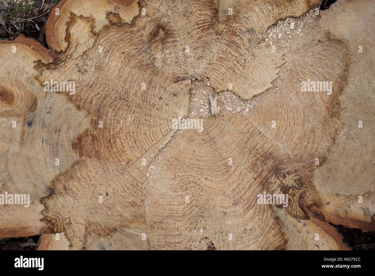 14 March 2018, Germany, Hamburg: The stump of a felled chestnut in the ...