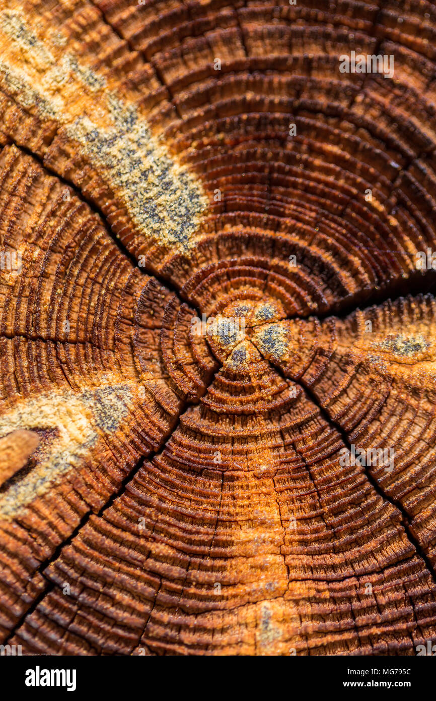 Wood tree rings pattern background hi-res stock photography and images ...