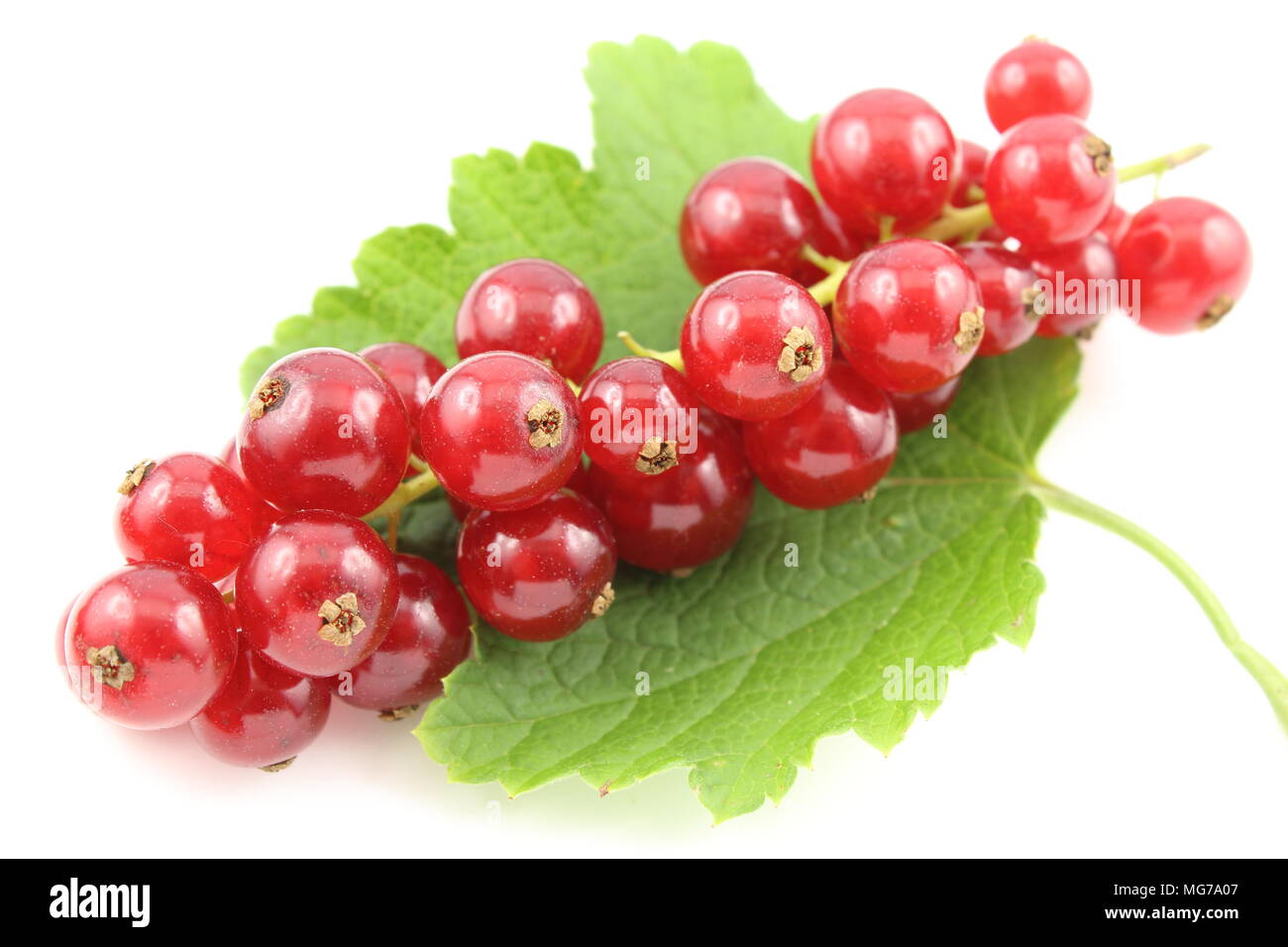composition of fresh red currant fruits isolated on a white background ...