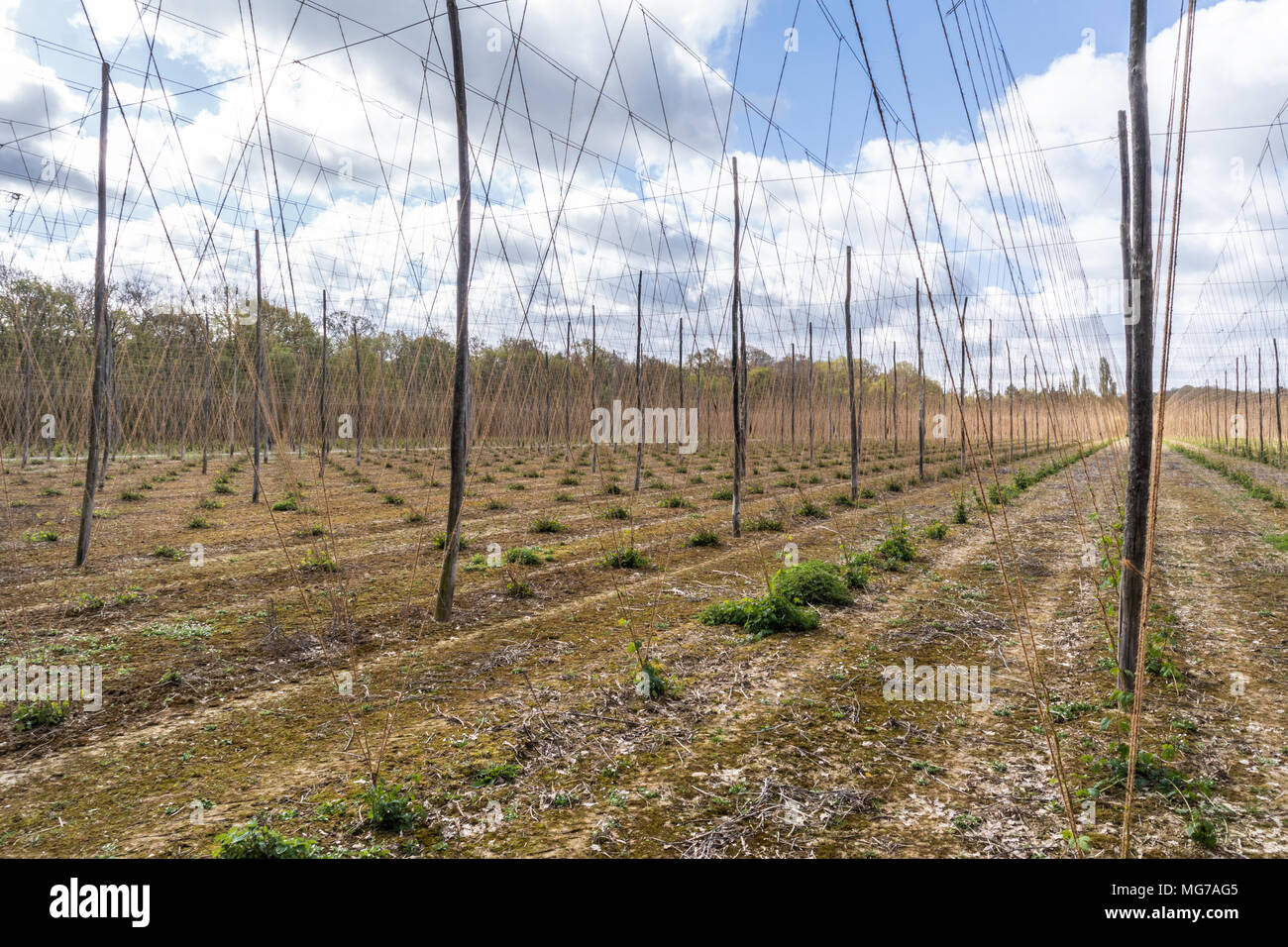 Hop Garden in Kent, with new string Stock Photo - Alamy