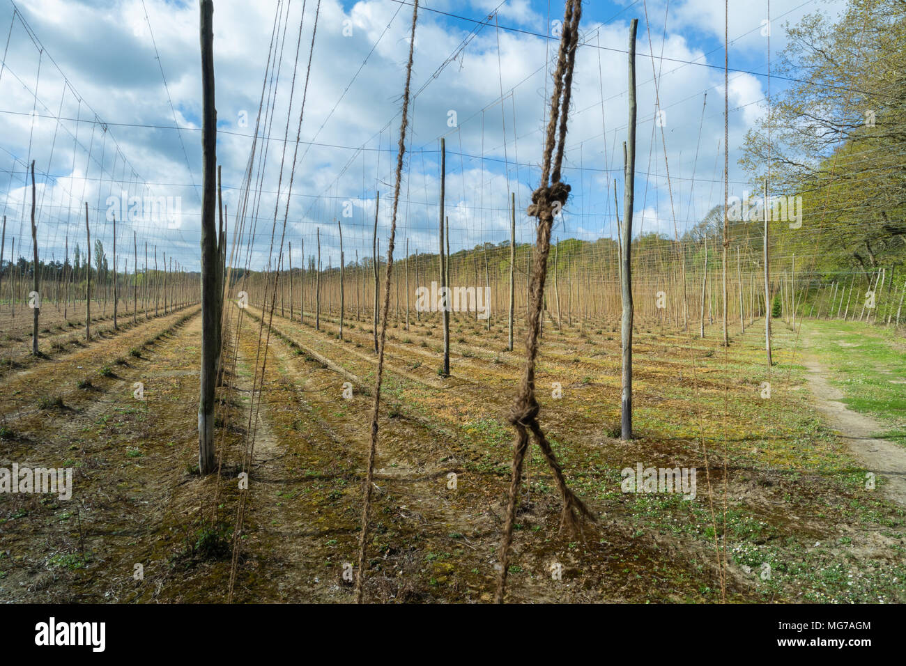 Hop string hi-res stock photography and images - Alamy