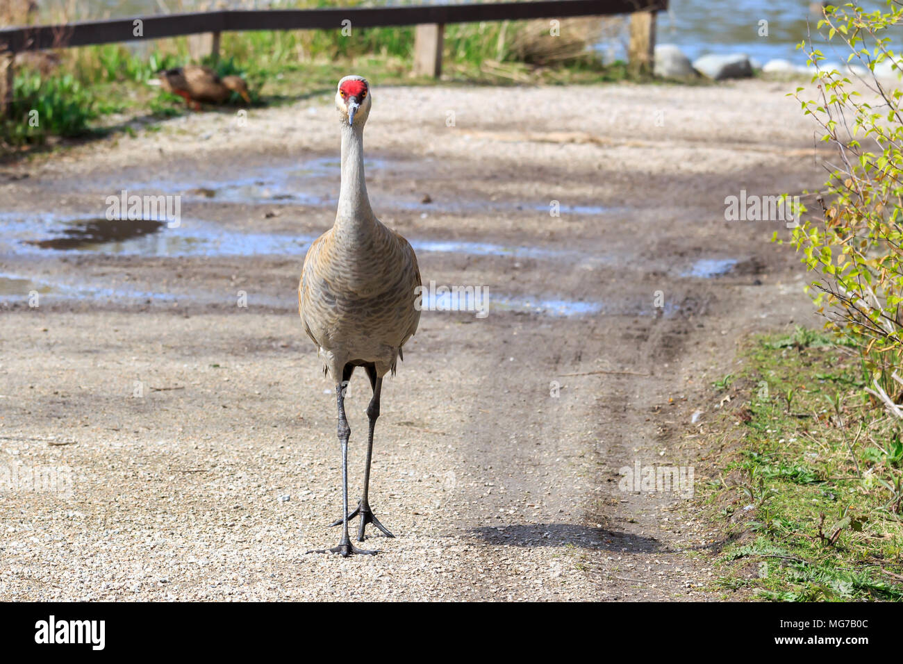 Sandhill crane canada canada hi-res stock photography and images - Alamy