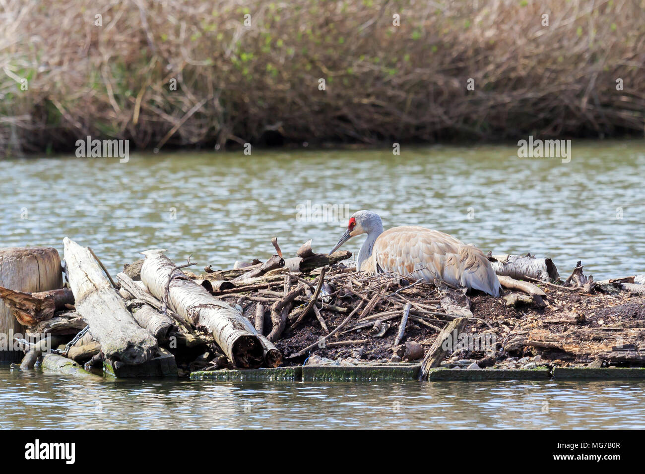 Nesting Crane On Nest High Resolution Stock Photography and Images - Alamy