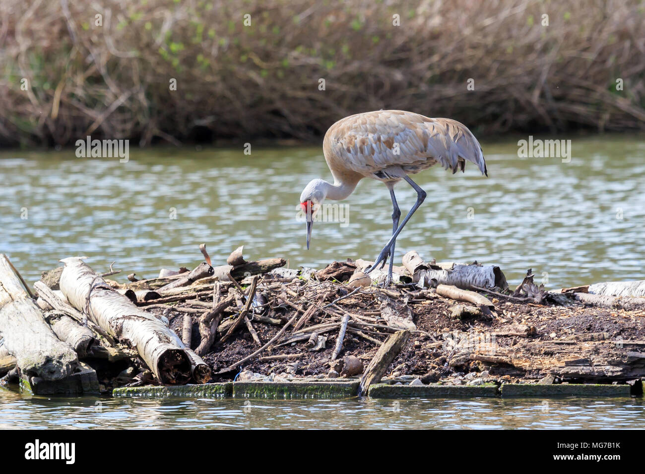 Nesting crane hi-res stock photography and images - Alamy
