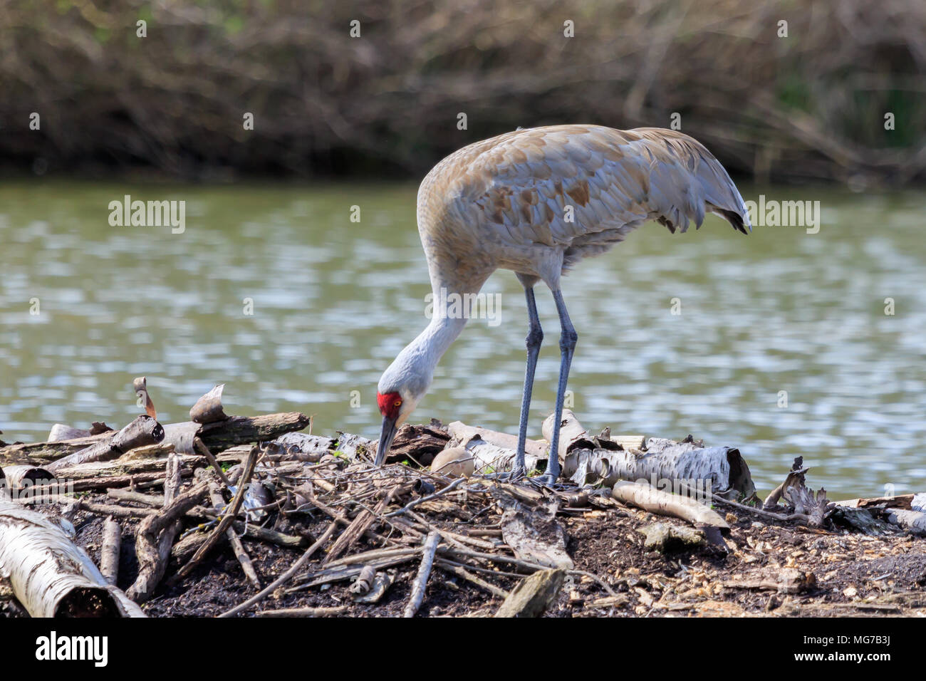 Nesting crane at nest High Resolution Stock Photography and Images - Alamy