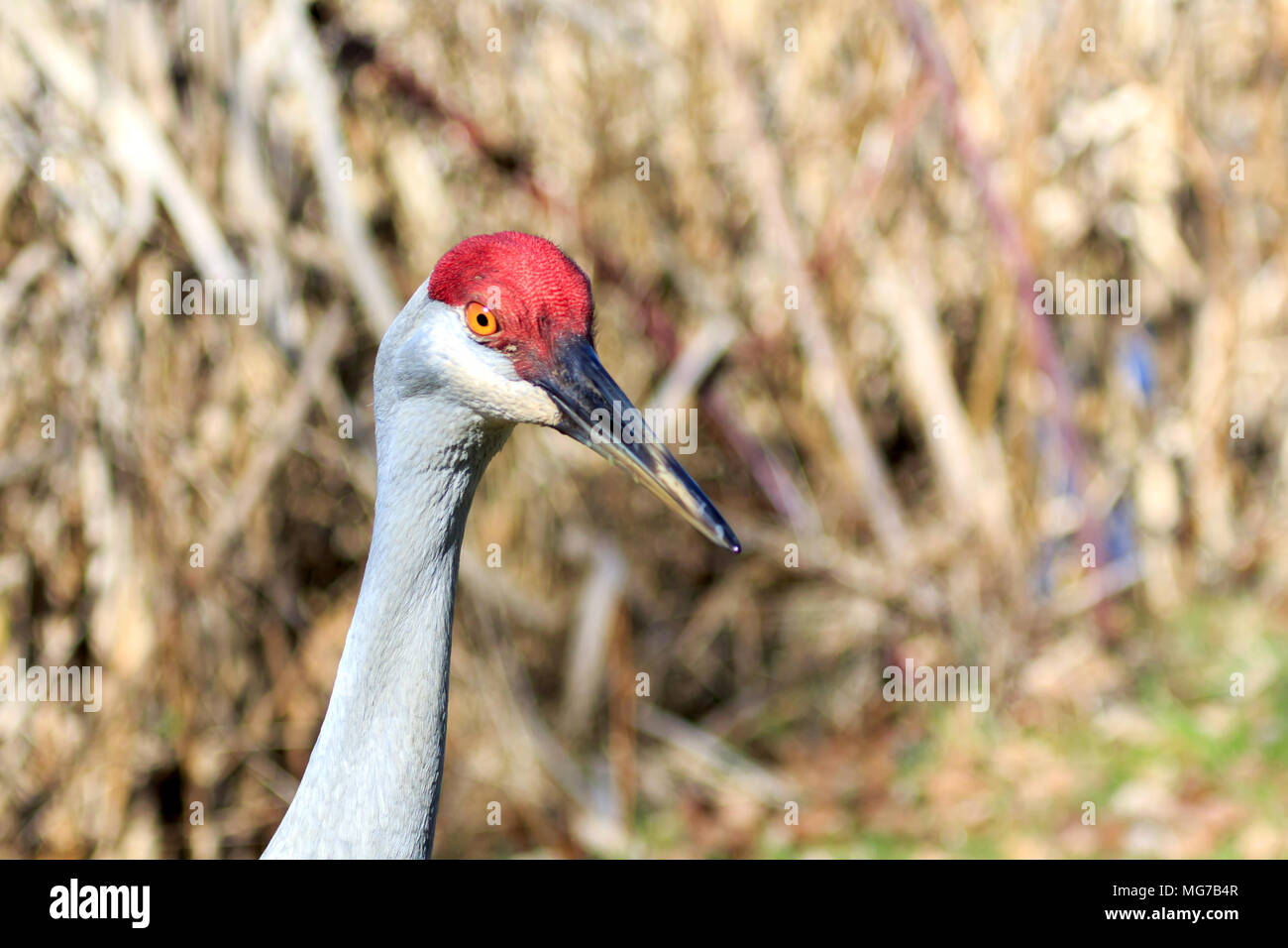 Long beak cranes hi-res stock photography and images - Alamy