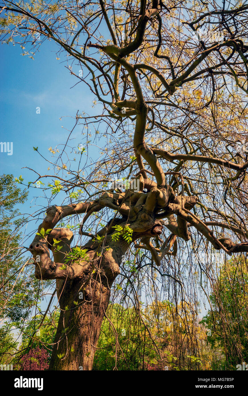Strange gnarled tree hi-res stock photography and images - Alamy