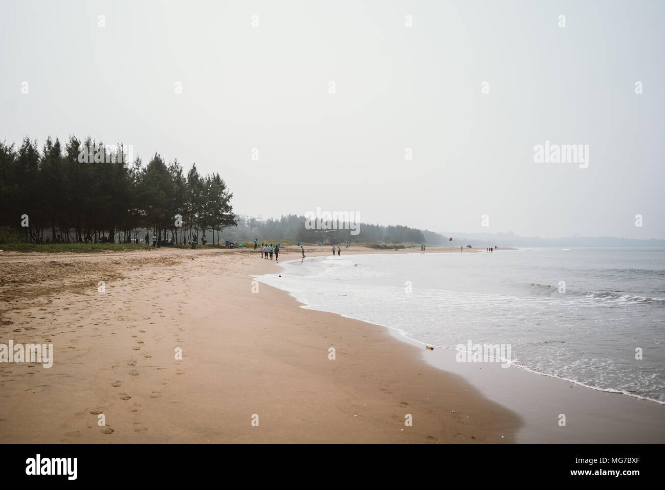 Pine forest india hi-res stock photography and images - Alamy