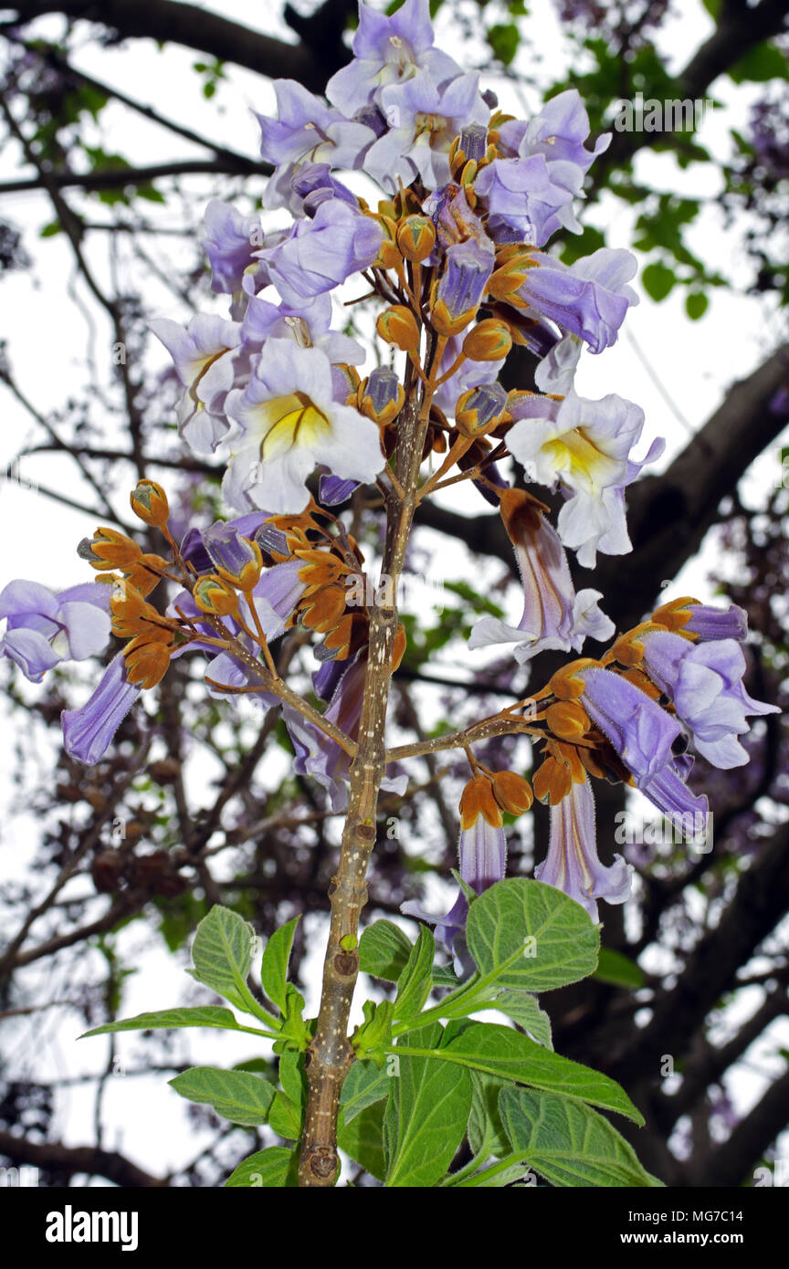 Foxglove tree (paulownia tomentosa) close-up in Sardinian garden Stock ...