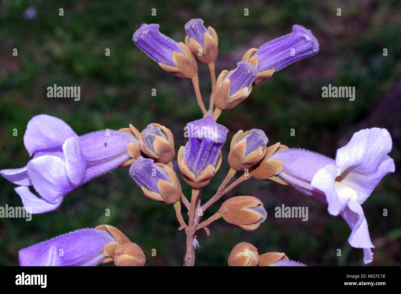 Foxglove tree hi-res stock photography and images - Alamy