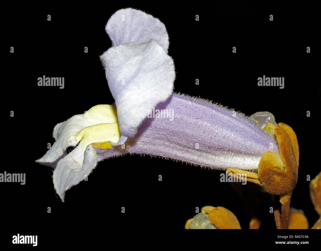 Foxglove tree (paulownia tomentosa) close-up in Sardinian garden Stock ...