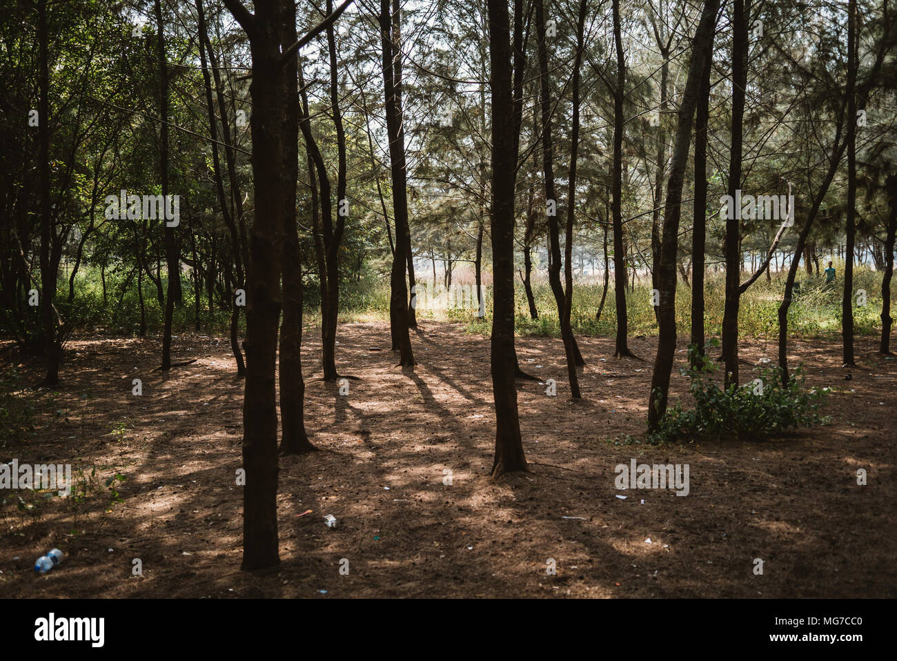 small pine forest on the beach next to the ocean in Goa, India Stock ...