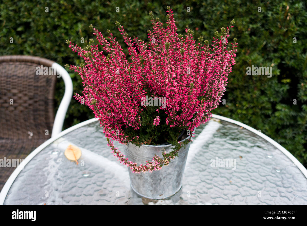 Heather table decoration hi-res stock photography and images - Alamy