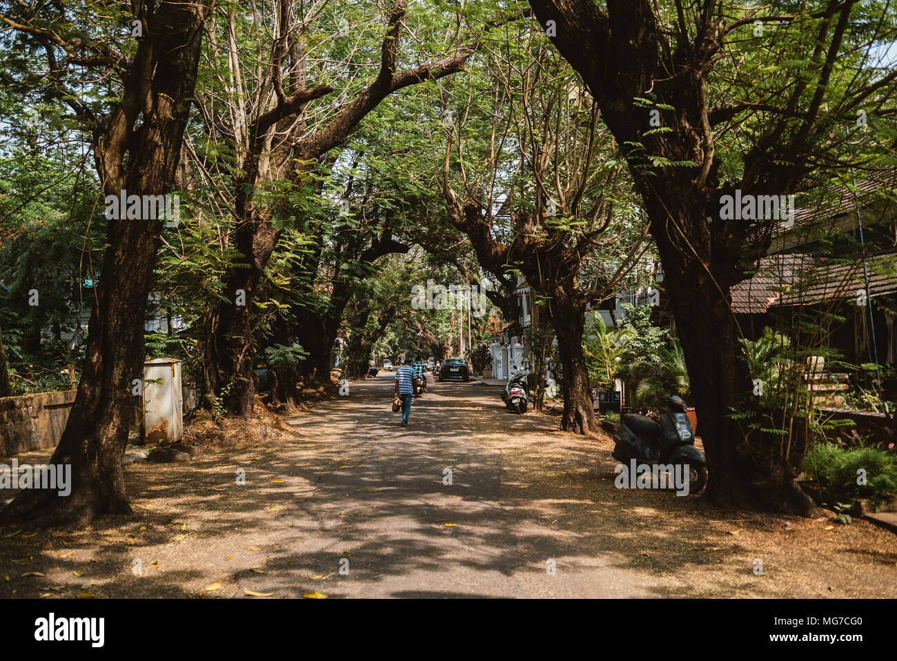 quiet tropical dirt road with a canopy of trees in Goa, India Stock ...