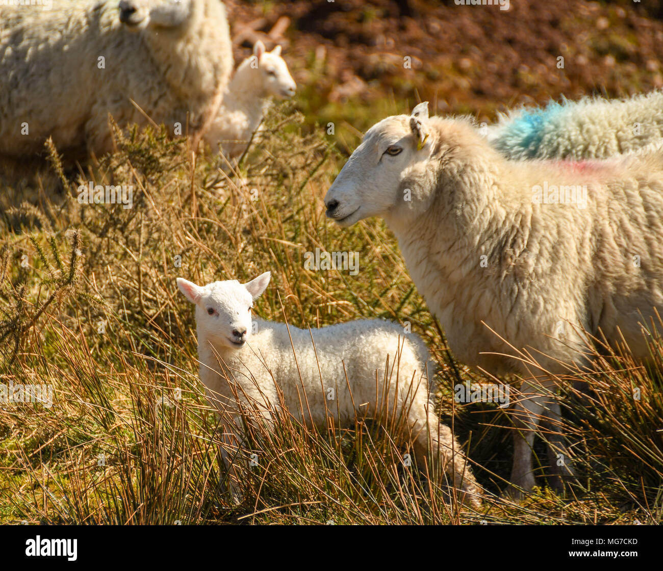Lamb rearing hi-res stock photography and images - Alamy