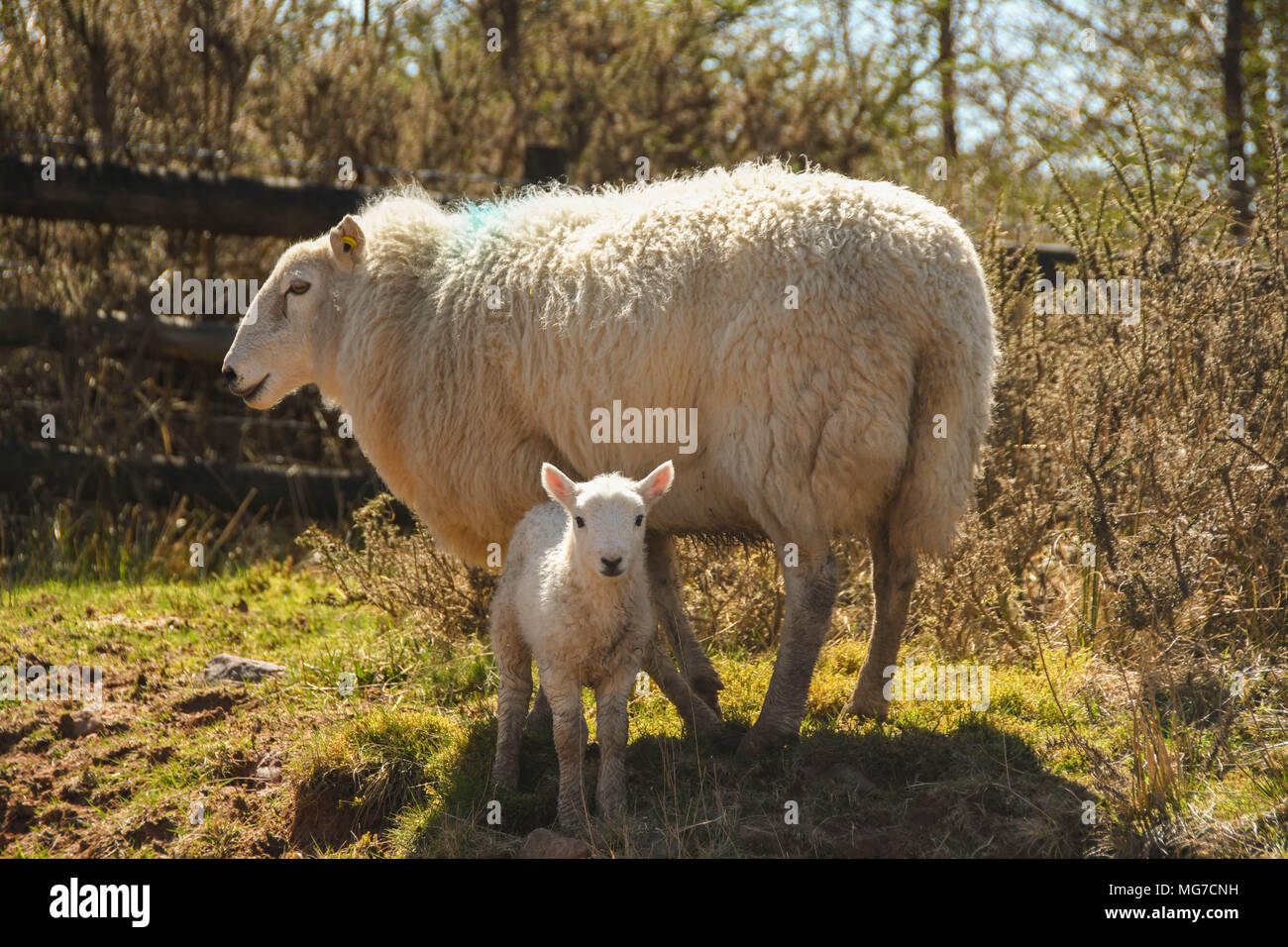 Ewe and lamb Stock Photo - Alamy