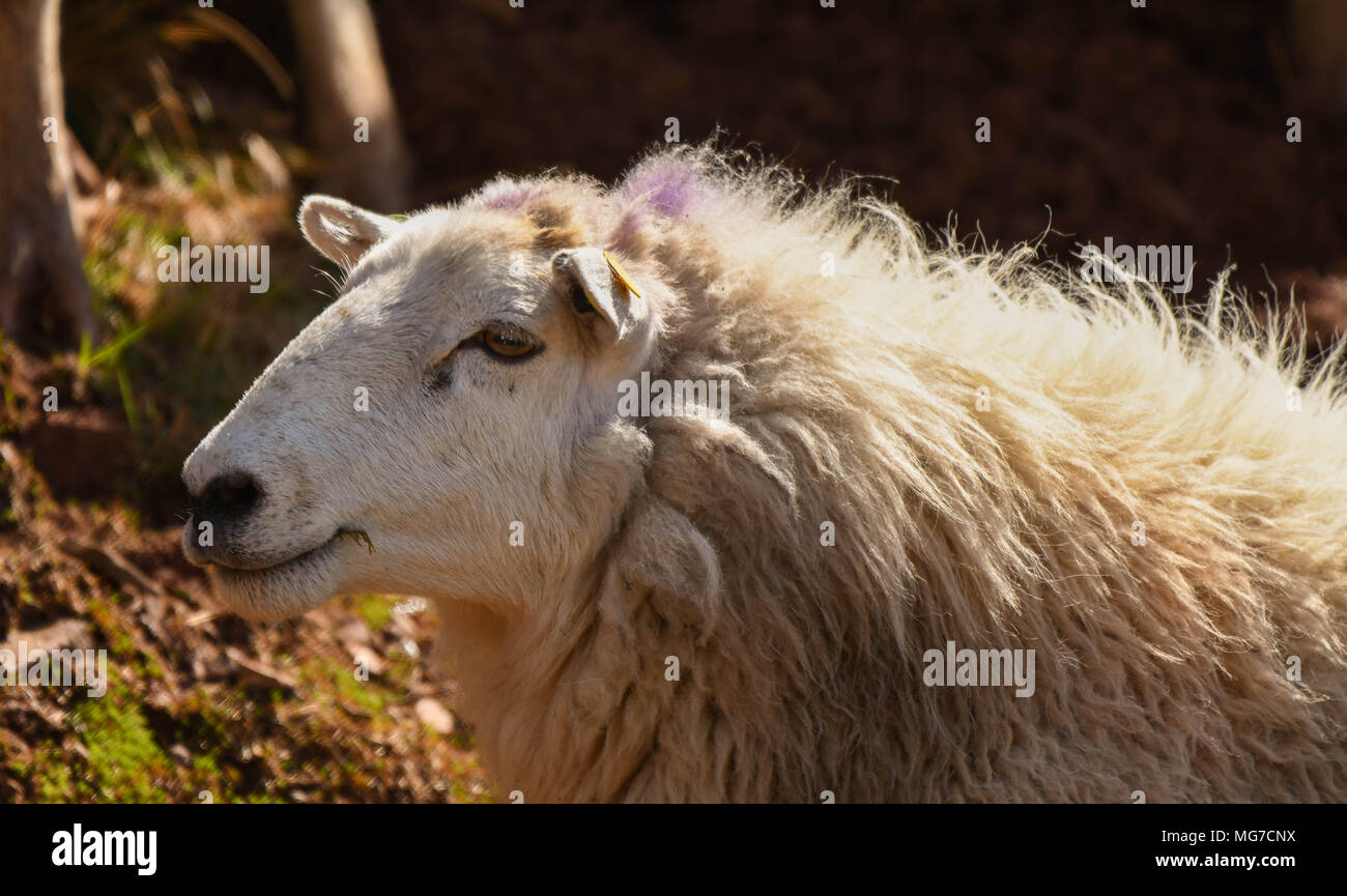 Ewes head hi-res stock photography and images - Alamy