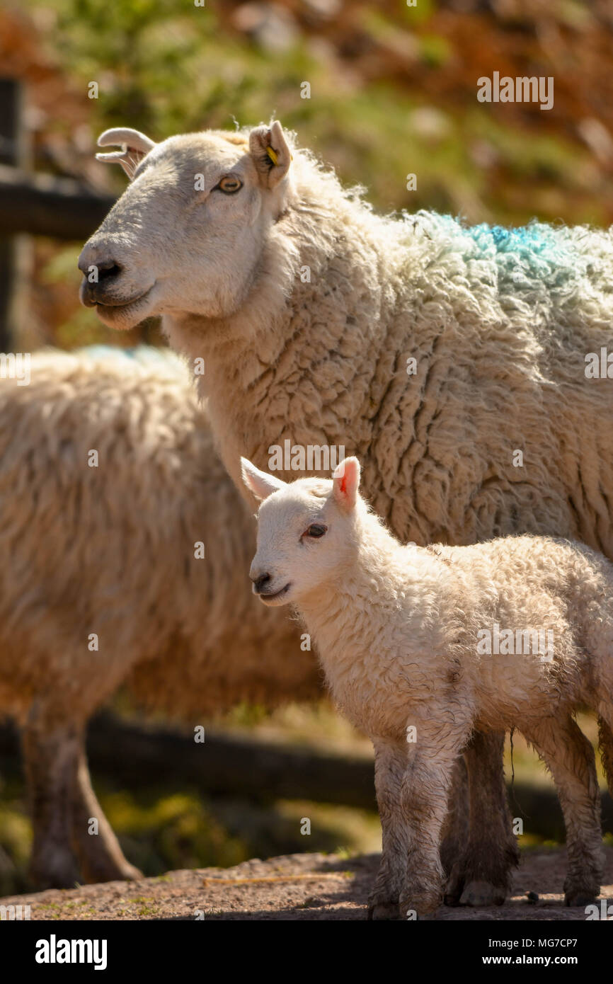 Rearing of ewe hi-res stock photography and images - Alamy