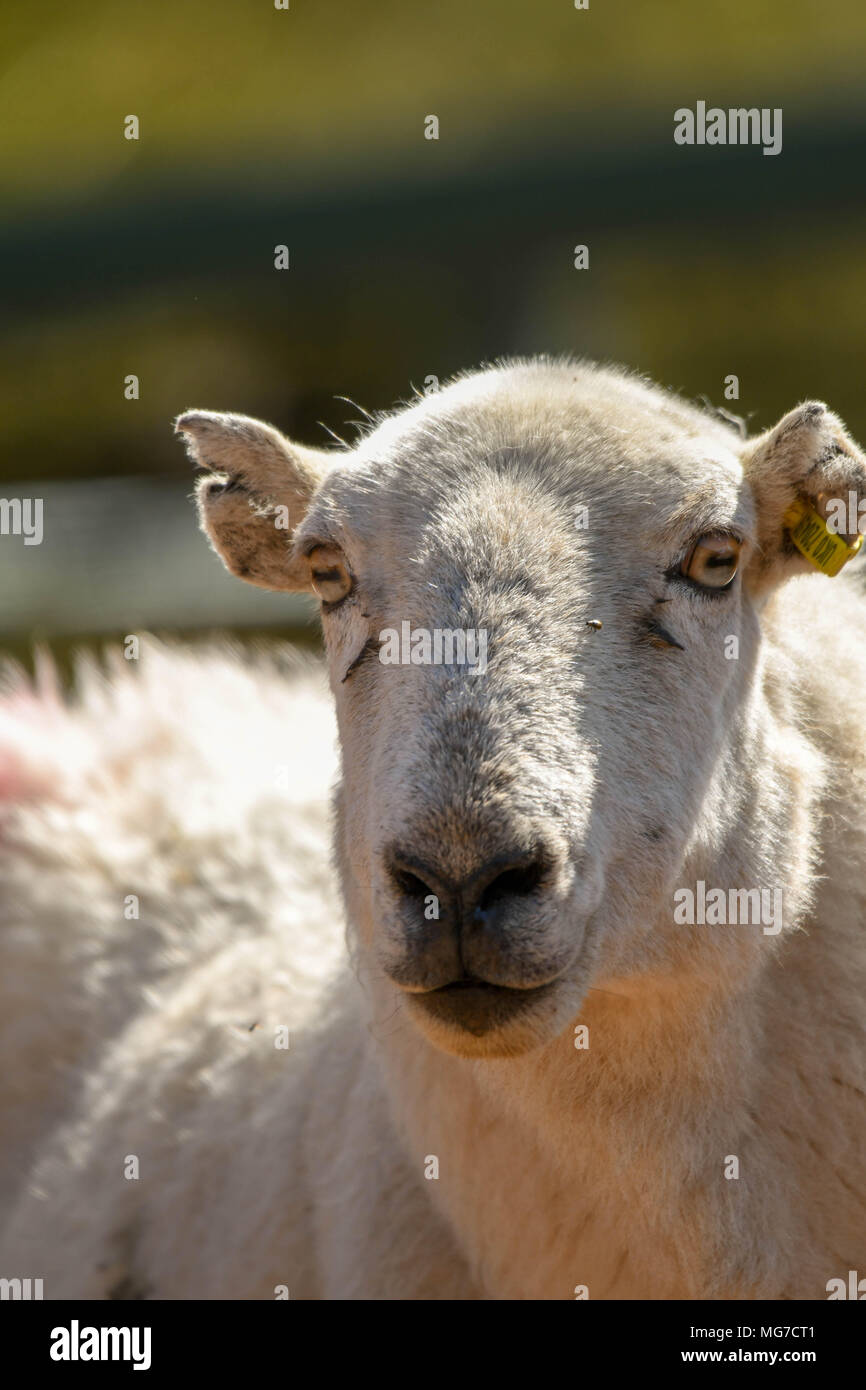 Close up view of the head of a ewe Stock Photo - Alamy
