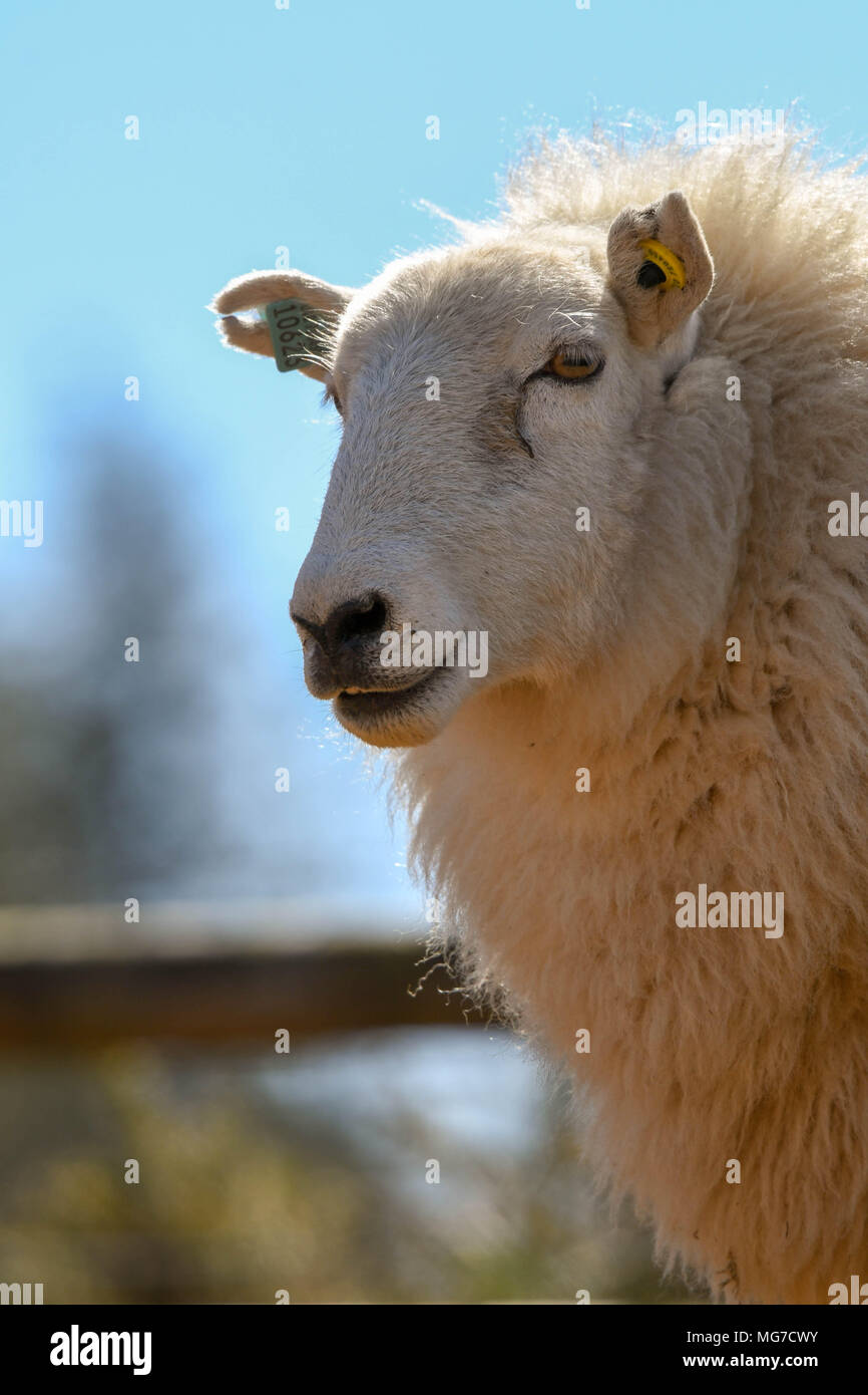 Ewe with a view hi-res stock photography and images - Alamy