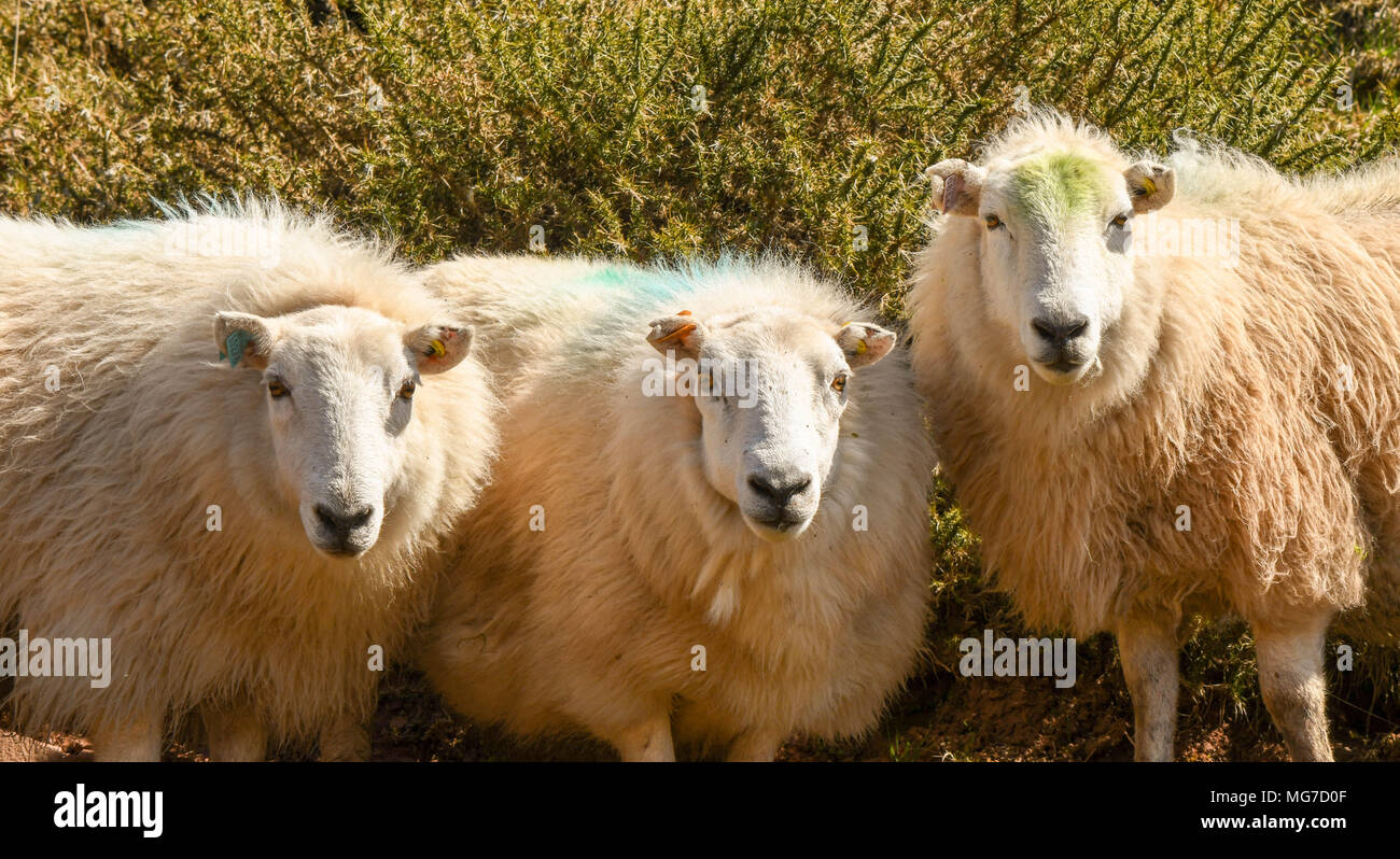Group Of Three Sheep High Resolution Stock Photography and Images - Alamy