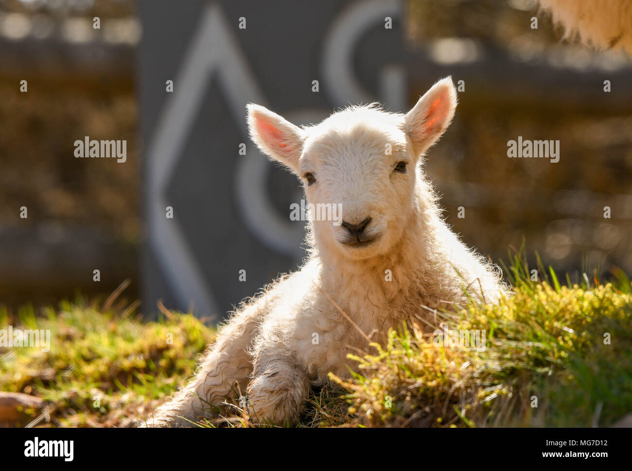 Cute young lamb lying on grass Stock Photo - Alamy