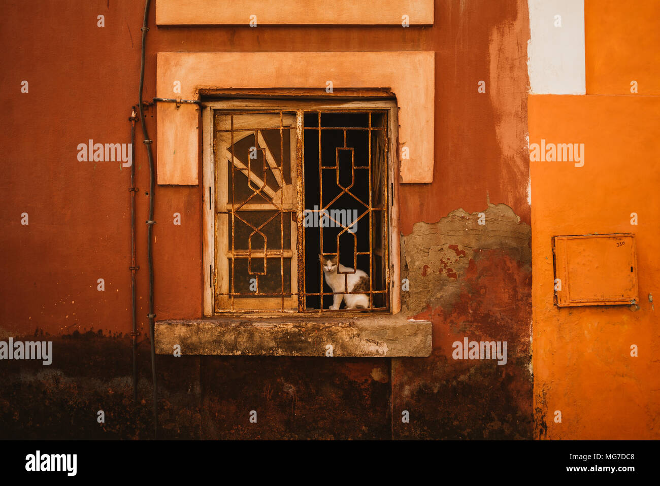cat looking out the grated window of an orange building in Goa, India ...