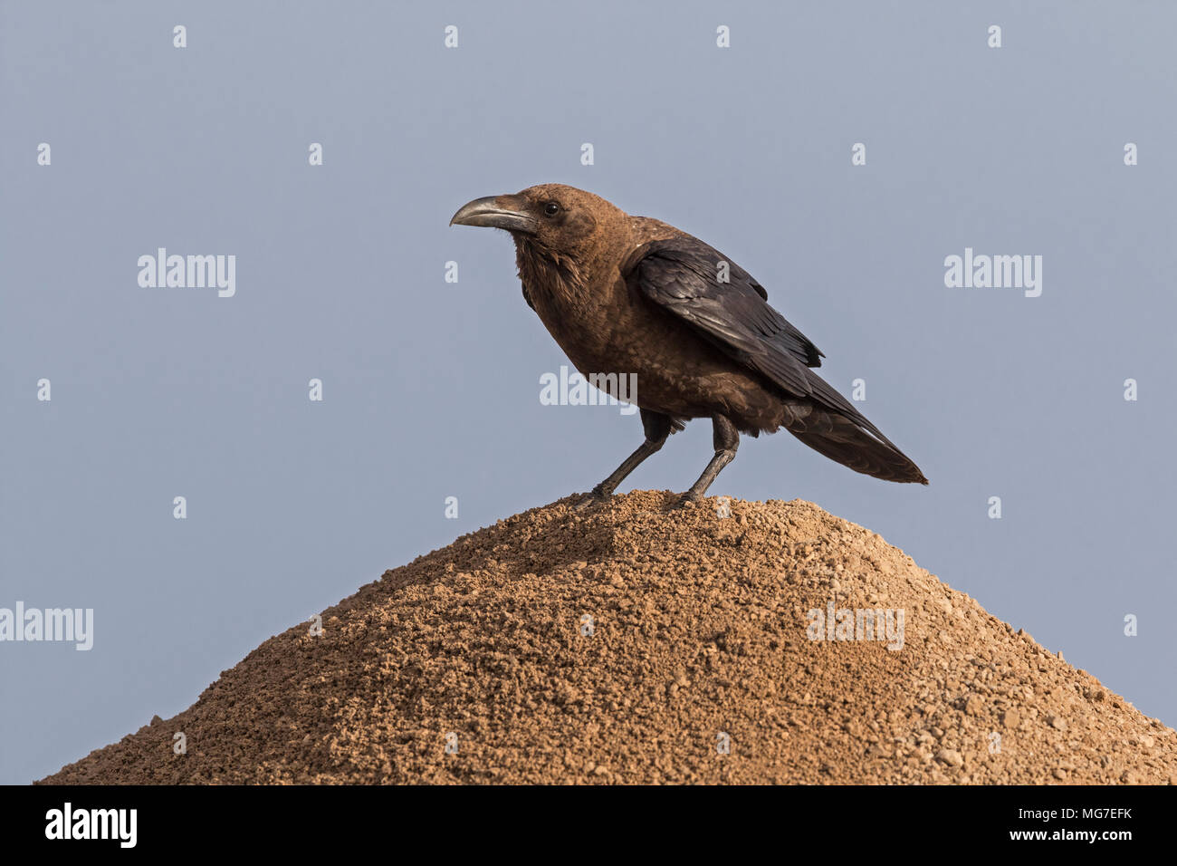 Brown necked raven hi-res stock photography and images - Alamy