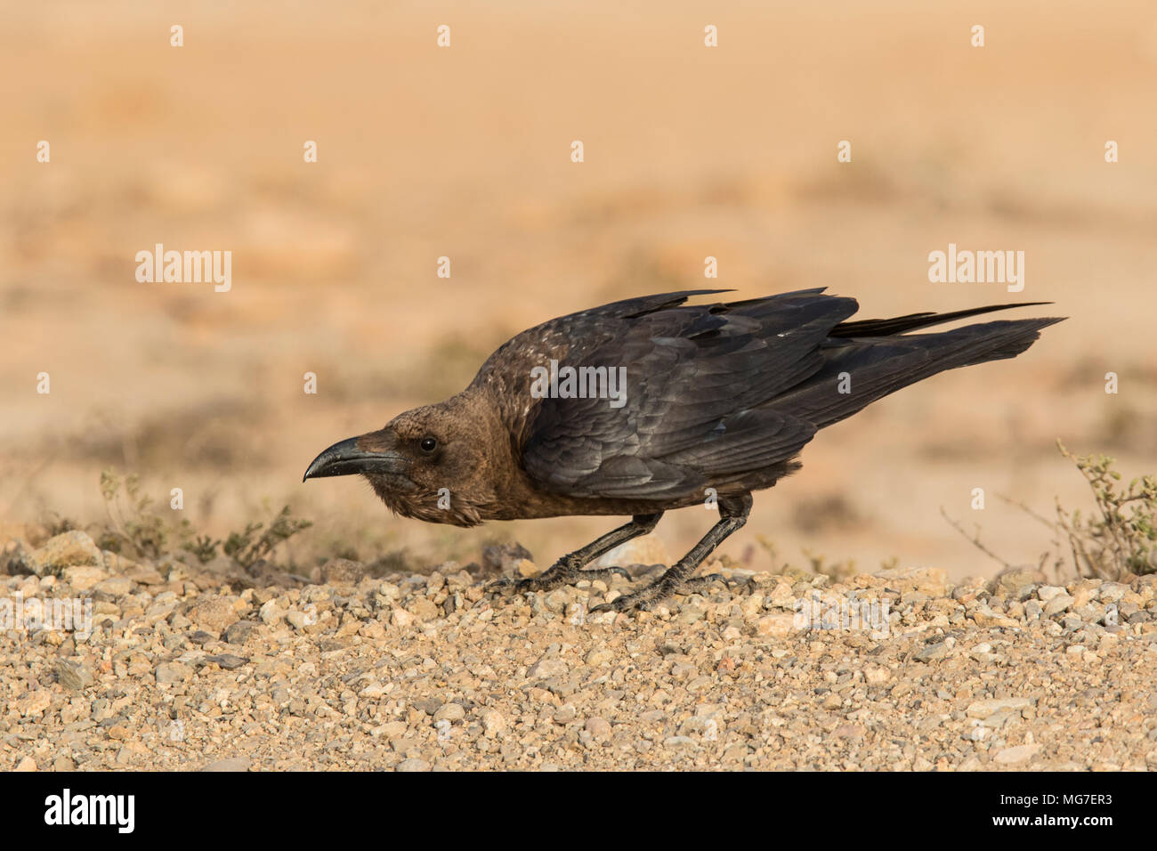 Brown-necked Raven (Corvus ruficollis), Boa Vista, Cape Verde Stock ...
