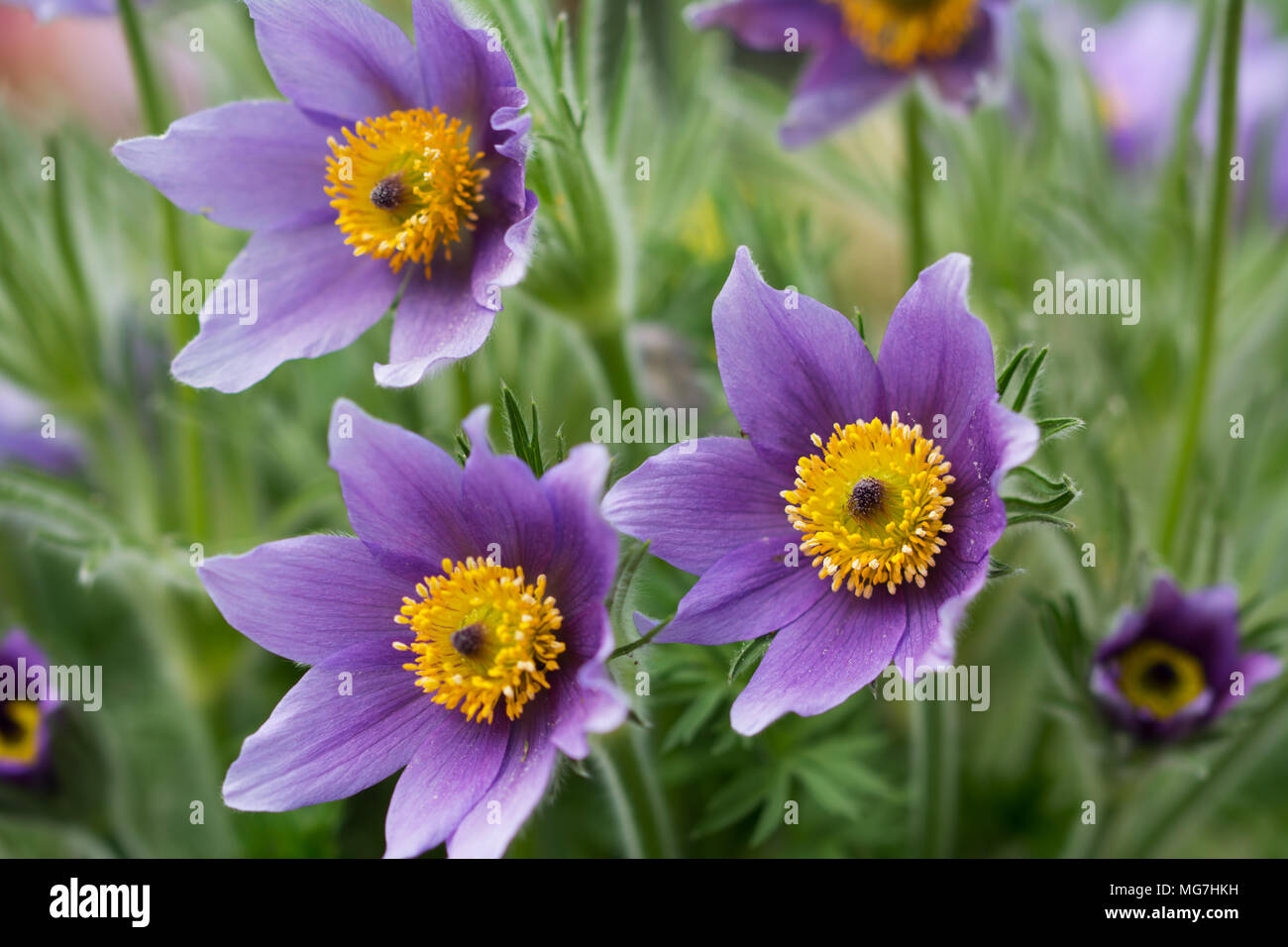 Three anemone flowers on green background of leaves - closeup Stock ...