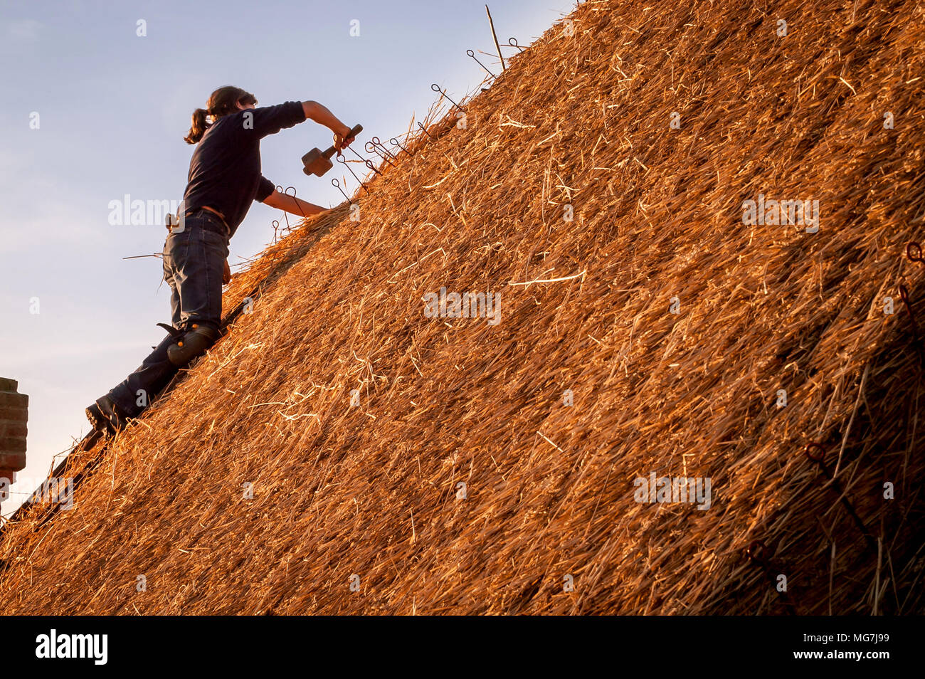 Thatcher re-thatching the roof of Alfriston Clergy House in East Sussex ...