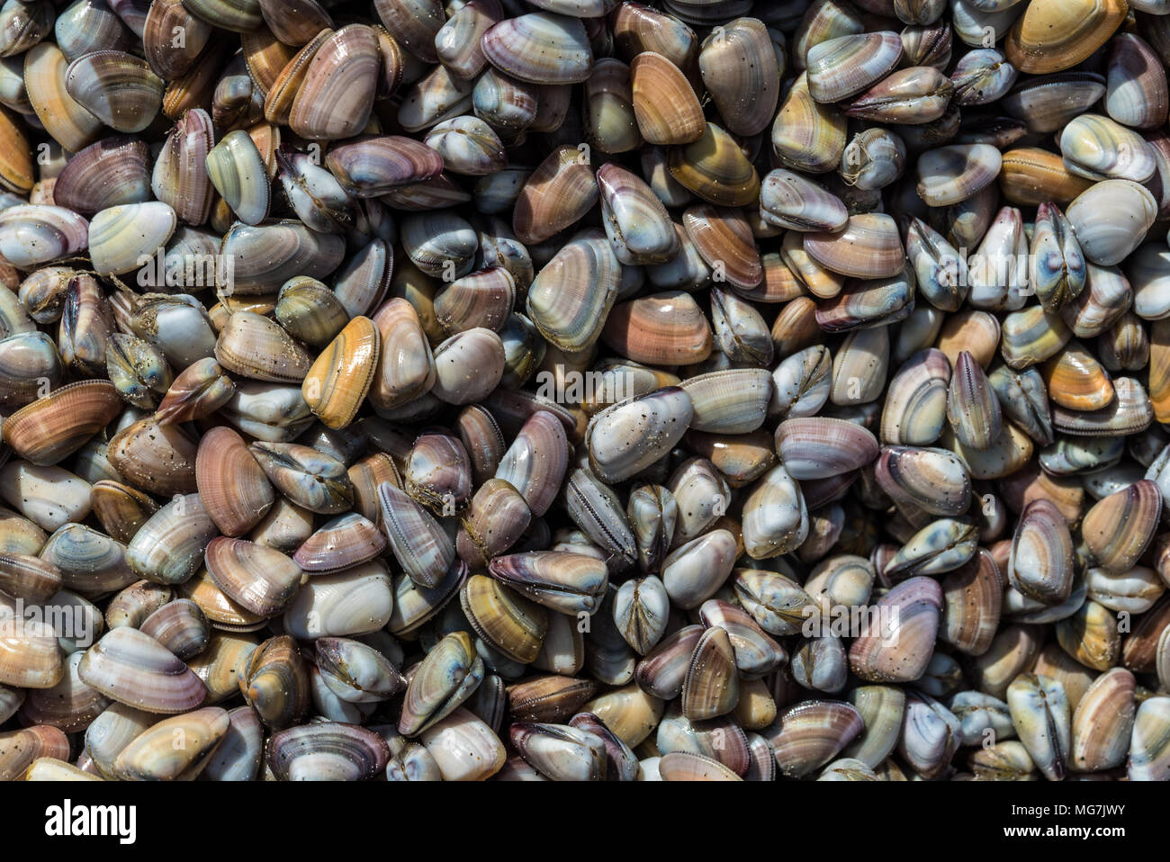 Coquina hi-res stock photography and images - Alamy