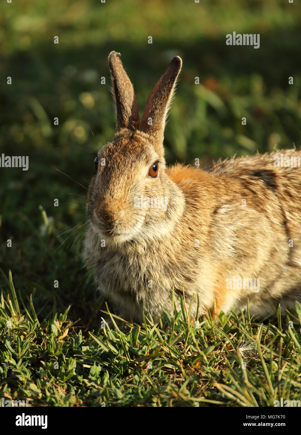A vertical portrait of a Jackrabbit Stock Photo - Alamy