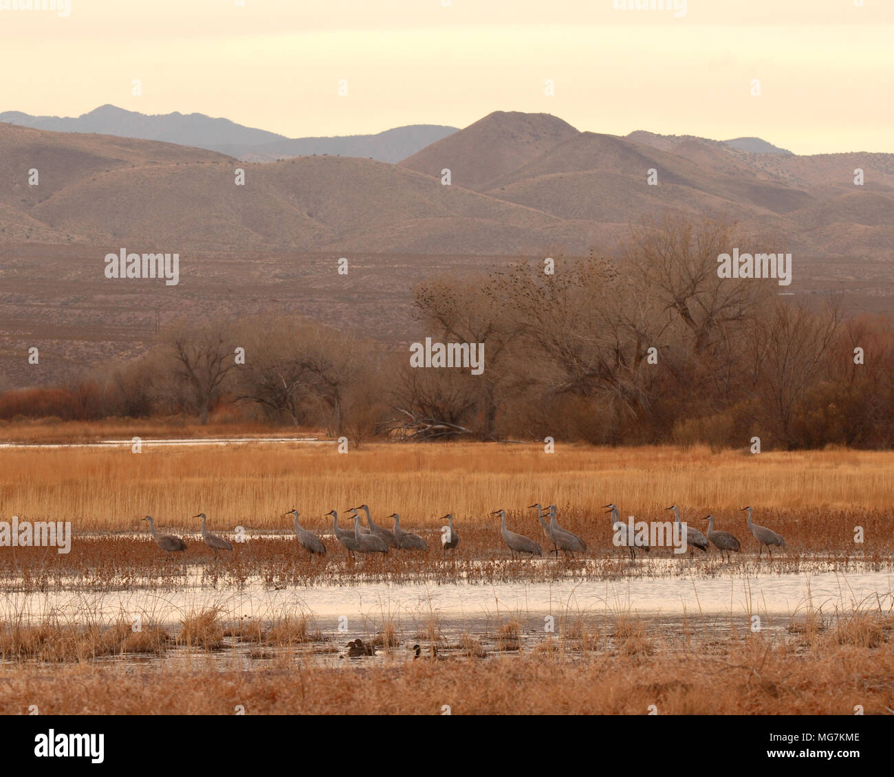 A flock of cranes hi-res stock photography and images - Alamy