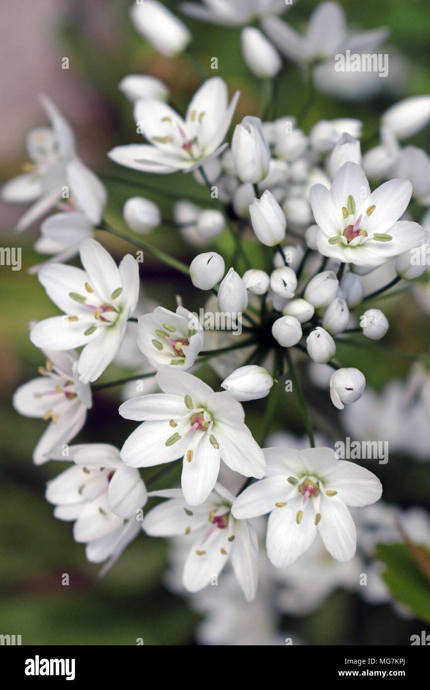 Star of bethlehem flower hi-res stock photography and images - Alamy